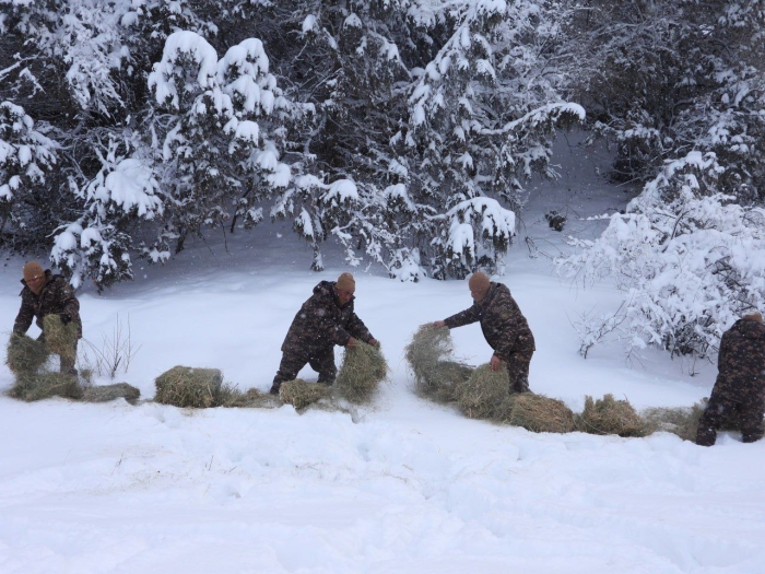 “Zomin”da jonivorlar uchun sun’iy ozuqa maydonchalari yaratildi