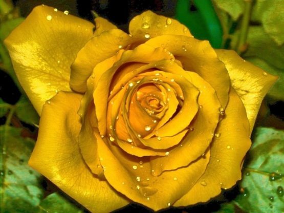 Фарғона атиргул кўчатларини экспорт қилиш ҳажмини оширди