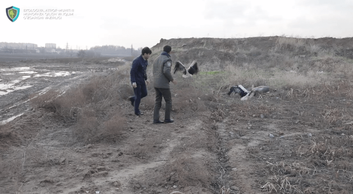 Toshkentdagi xonadonlardan birida Turkiston oq laylaklari saqlanayotganligi aniqlandi