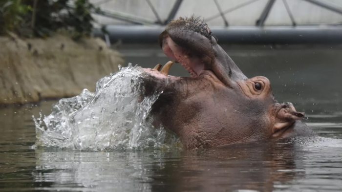 Kamerunda begemot 7 kishini o‘ldirdi