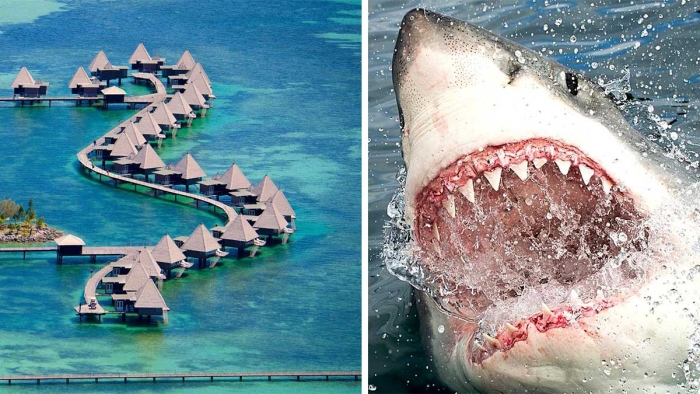 Yangi Kaledoniyadagi mashhur plyajda akula sayyohga hujum qildi