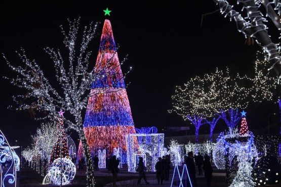 Toshkent archasi MDH mamlakatlarining eng baland archalar beshligiga kirdi